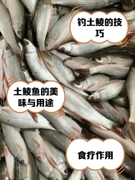 鲮鱼图片怎么拍_鲮鱼高清图哪里找-第1张图片-山城妙识