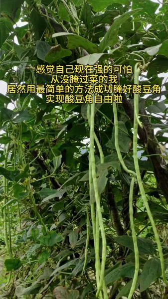 豆角怎么腌制才好吃_腌豆角又脆又香的秘诀-第1张图片-山城妙识