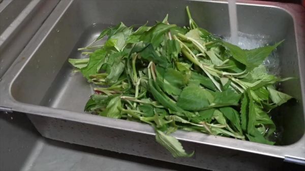 苦益菜长什么样_苦益菜怎么吃-第1张图片-山城妙识
