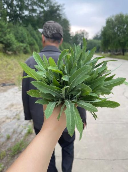 苦益菜长什么样_苦益菜怎么吃-第2张图片-山城妙识