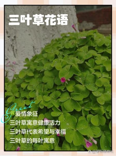 三叶草的功效与作用_三叶草可以长期泡水喝吗-第2张图片-山城妙识