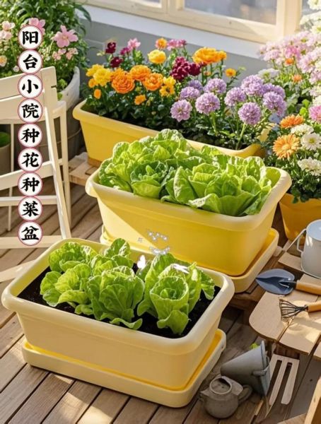 割了还长的蔬菜有哪些_阳台盆栽也能反复收割-第2张图片-山城妙识