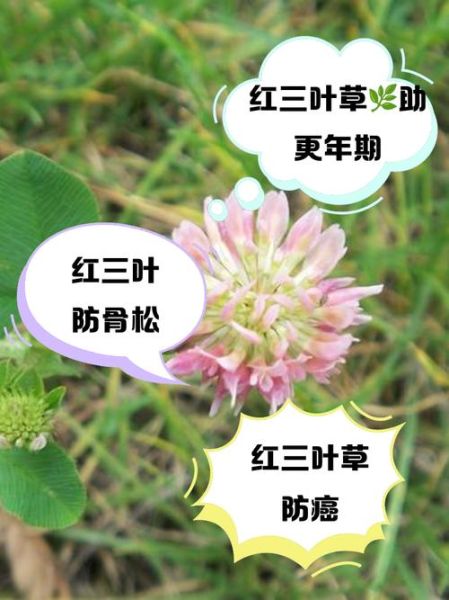 三叶草的功效与作用_三叶草可以长期泡水喝吗-第1张图片-山城妙识