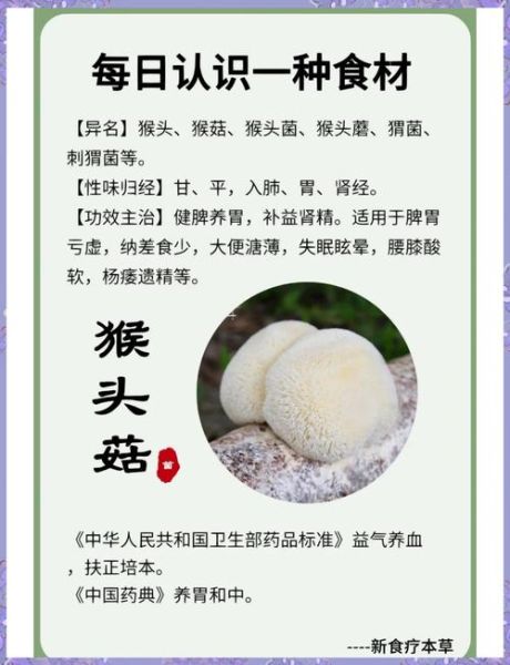新鲜猴头菇的功效与作用禁忌_哪些人不能吃-第1张图片-山城妙识 新鲜猴头菇的功效与作用禁忌_哪些人不能吃-第1张图片-山城妙识
