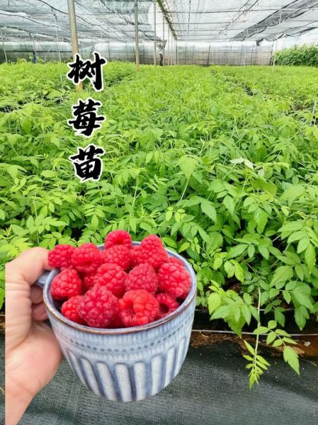 树莓苗多少钱一棵_树莓苗价格影响因素-第1张图片-山城妙识