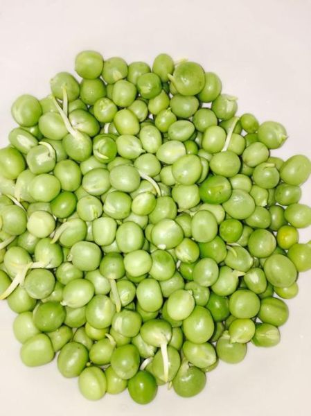 甜豆发芽了还能吃吗_甜豆发芽有毒吗-第3张图片-山城妙识