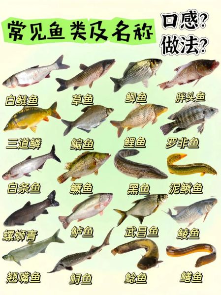 常见淡水鱼种类大全_如何快速识别鱼名-第2张图片-山城妙识