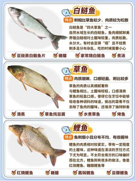 常见淡水鱼种类大全_如何快速识别鱼名-第3张图片-山城妙识
