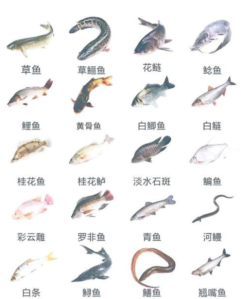 常见淡水鱼种类大全_如何快速识别鱼名-第1张图片-山城妙识