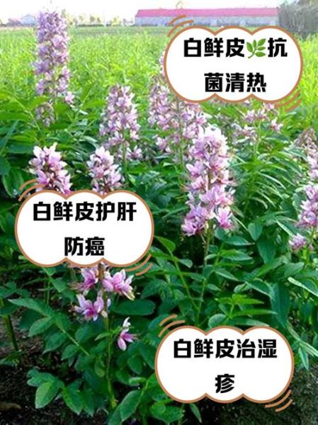白鲜皮的功效与作用_白鲜皮主治哪些皮肤病-第1张图片-山城妙识