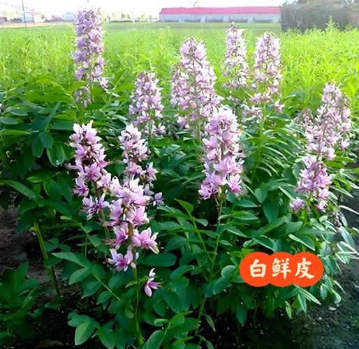 白鲜皮的功效与作用_白鲜皮主治哪些皮肤病-第2张图片-山城妙识