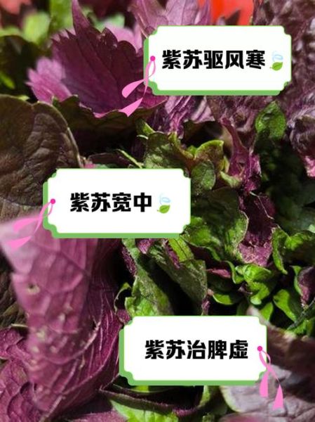 紫苏叶泡水喝对妇科病有没有疗效_紫苏叶水能调理妇科炎症吗-第2张图片-山城妙识