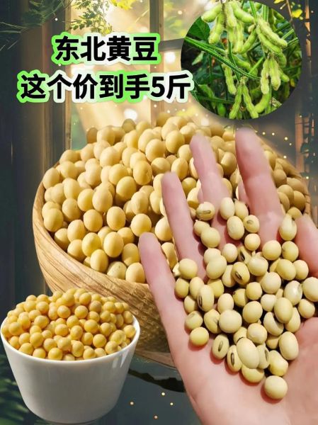 黄豆图片大全大图_黄豆高清图片怎么找-第1张图片-山城妙识