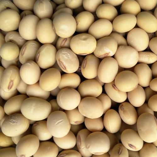 黄豆图片大全大图_黄豆高清图片怎么找-第3张图片-山城妙识