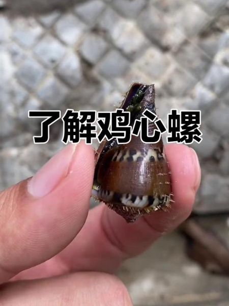 鸡心螺毒刺图片_鸡心螺毒刺有多毒-第1张图片-山城妙识