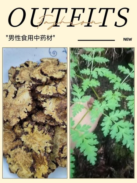 川芎对肝肾有毒性吗_川芎肝肾损伤机制-第2张图片-山城妙识