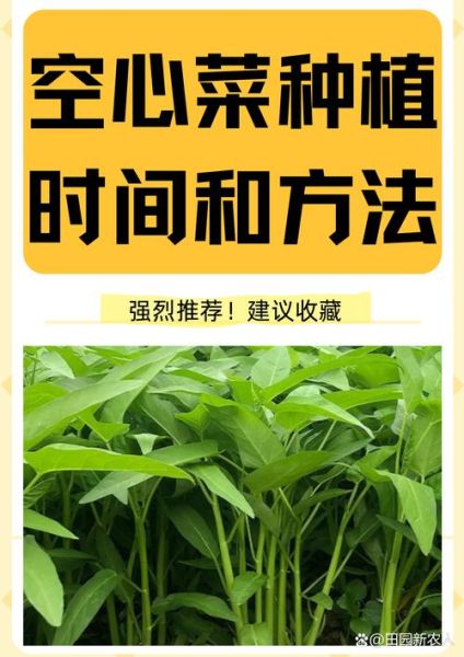青菜什么时候种最合适_青菜怎么种才高产-第1张图片-山城妙识