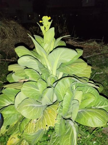 青菜什么时候种最合适_青菜怎么种才高产-第2张图片-山城妙识