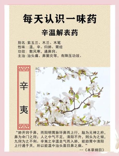 辛夷花泡水喝的正确步骤_辛夷花泡水有什么禁忌-第1张图片-山城妙识