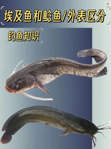 鲶鱼国宝表情包怎么保存_鲶鱼国宝表情包出处是哪里-第3张图片-山城妙识