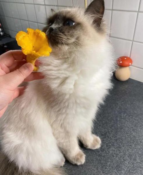 鸡油菌怎么挑选_鸡油菌怎么保存-第1张图片-山城妙识 鸡油菌怎么挑选_鸡油菌怎么保存-第1张图片-山城妙识