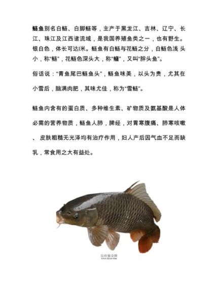 鲢鱼的功效与作用_吃鲢鱼有哪些好处-第2张图片-山城妙识