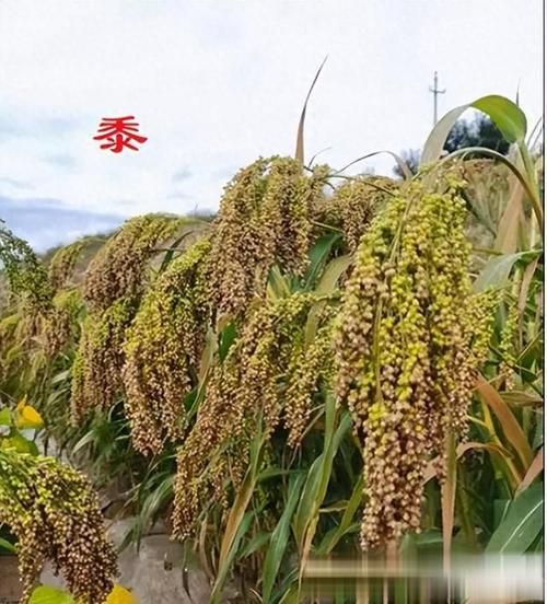 黍离是什么植物_黍离与小米区别-第2张图片-山城妙识