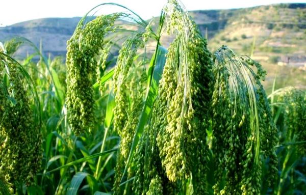 黍离是什么植物_黍离与小米区别-第3张图片-山城妙识
