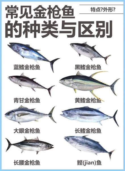 金枪鱼和三文鱼哪个好_营养价值区别-第2张图片-山城妙识