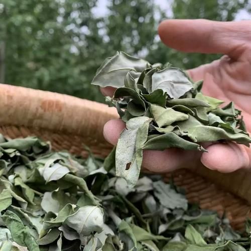槐树叶能降血压吗_槐树叶怎么泡水喝-第1张图片-山城妙识