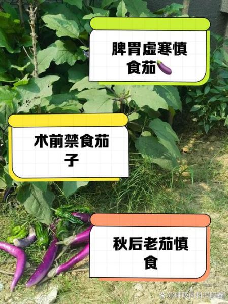茄子能降血压吗_吃茄子的禁忌有哪些-第2张图片-山城妙识