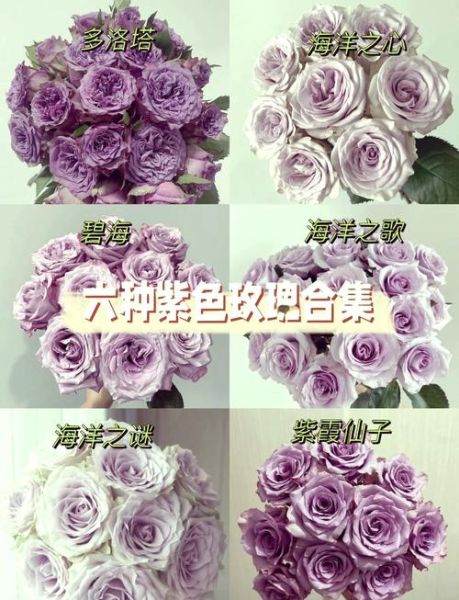 紫玫瑰不能随便送人_紫玫瑰送错人后果-第2张图片-山城妙识