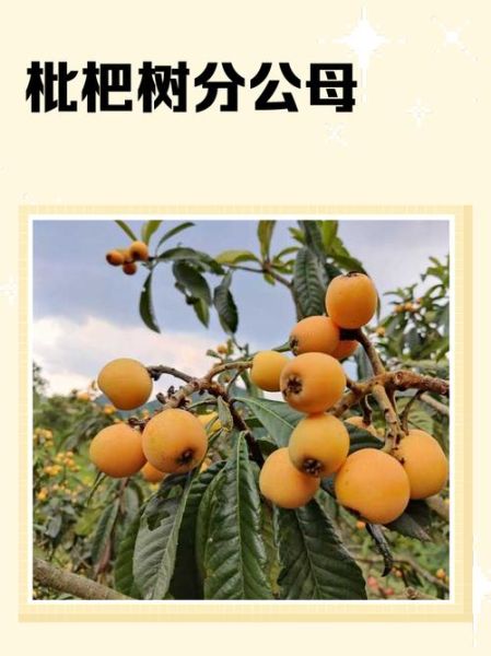 枇杷树图片怎么识别_枇杷树几年结果-第1张图片-山城妙识