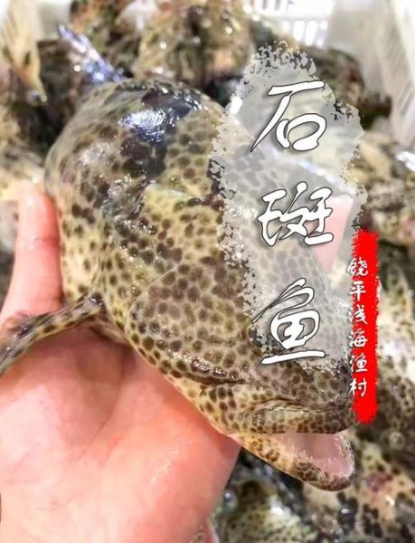 石斑鱼多少钱一斤2018_2018年石斑鱼价格走势-第3张图片-山城妙识
