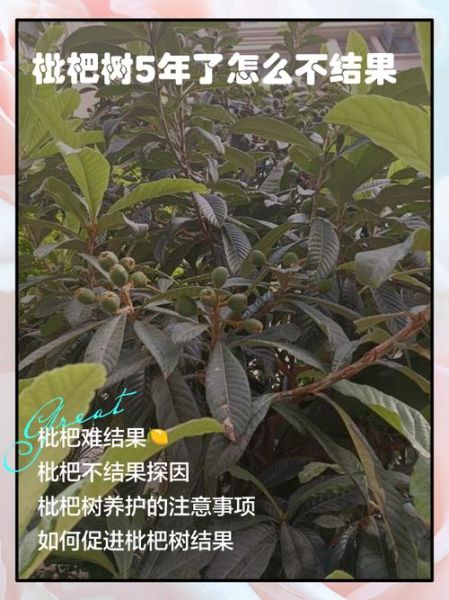 枇杷树图片怎么识别_枇杷树几年结果-第3张图片-山城妙识