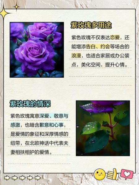 紫玫瑰不能随便送人_紫玫瑰送错人后果-第3张图片-山城妙识