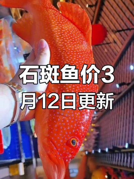 石斑鱼多少钱一斤2018_2018年石斑鱼价格走势-第2张图片-山城妙识