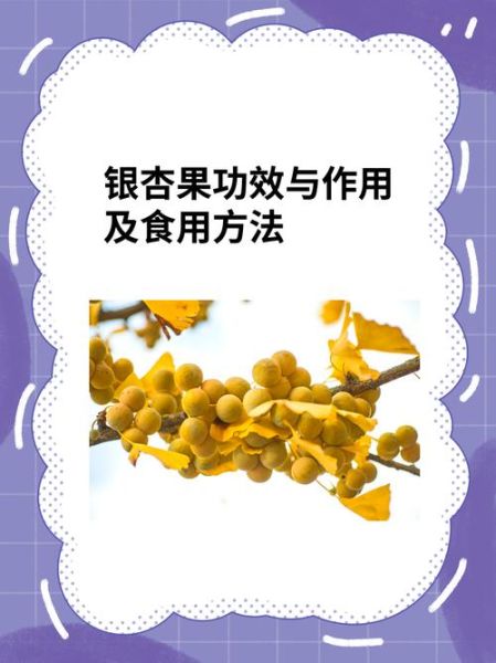 银杏果怎么吃_银杏果的功效与作用-第2张图片-山城妙识
