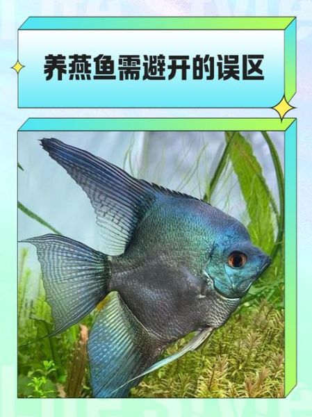 金丝燕鱼怎么养_金丝燕鱼能长多大-第1张图片-山城妙识