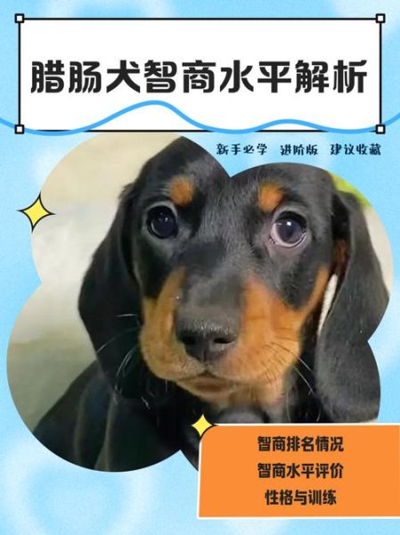 腊肠狗智商排名第几_适合新手养吗-第1张图片-山城妙识