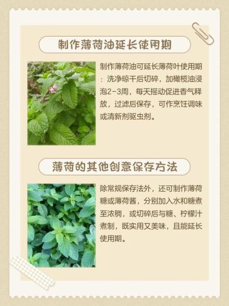 新鲜薄荷叶怎么保存_薄荷叶放冰箱能放多久-第2张图片-山城妙识