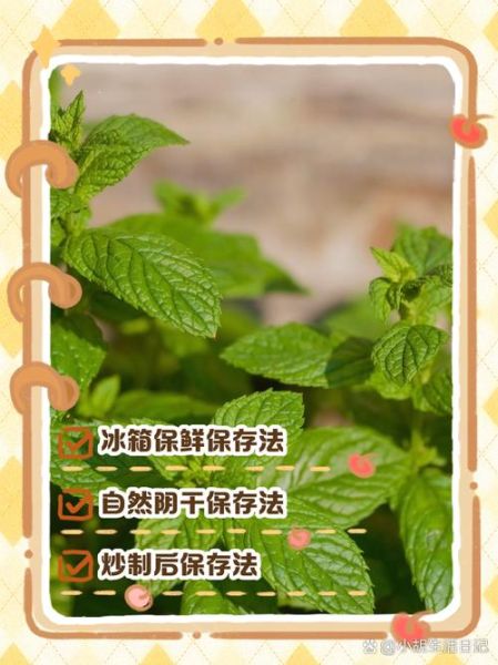 新鲜薄荷叶怎么保存_薄荷叶放冰箱能放多久-第1张图片-山城妙识