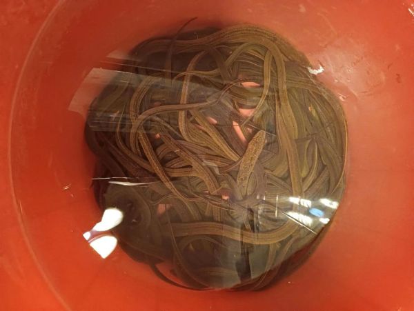黄鳝饲料多少钱一斤_黄鳝饲料价格行情-第1张图片-山城妙识 黄鳝饲料多少钱一斤_黄鳝饲料价格行情-第1张图片-山城妙识