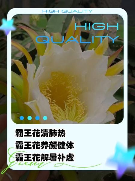 霸王花图片_霸王花有什么功效-第2张图片-山城妙识