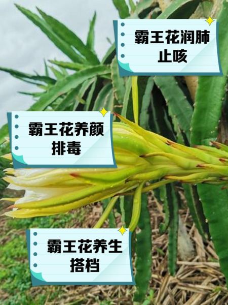 霸王花图片_霸王花有什么功效-第3张图片-山城妙识