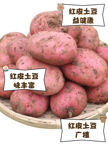 红皮土豆的功效与作用_红皮土豆适合减肥吗-第1张图片-山城妙识