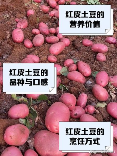 红皮土豆的功效与作用_红皮土豆适合减肥吗-第2张图片-山城妙识