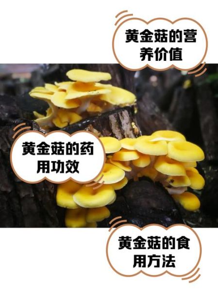 黄金菇怎么做好吃_黄金菇的家常做法-第3张图片-山城妙识