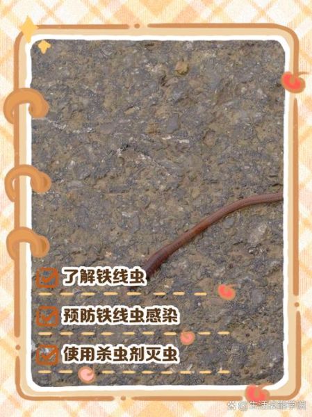 铁线虫怎么杀死_铁线虫用什么药最有效-第1张图片-山城妙识