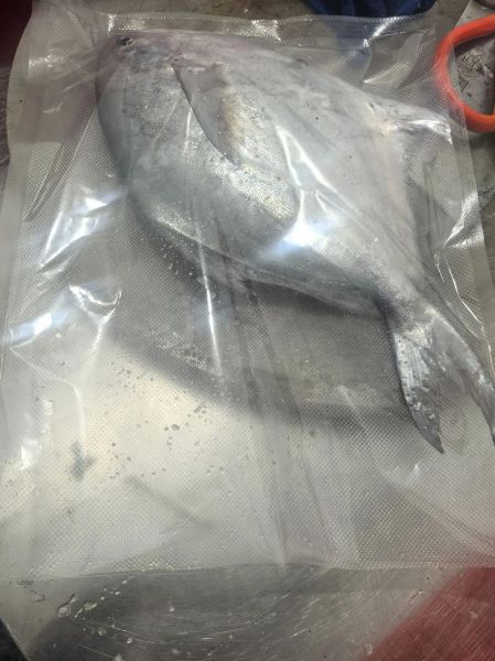 鲳鱼多少钱一斤_鲳鱼价格影响因素-第3张图片-山城妙识
